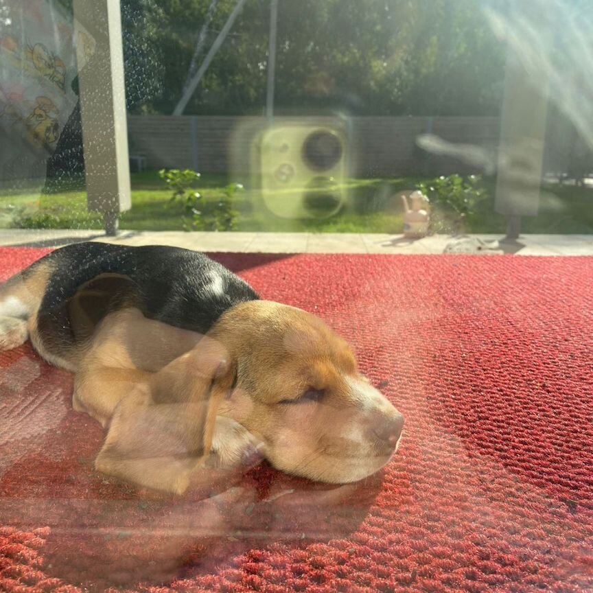 Щенки бигль девочка