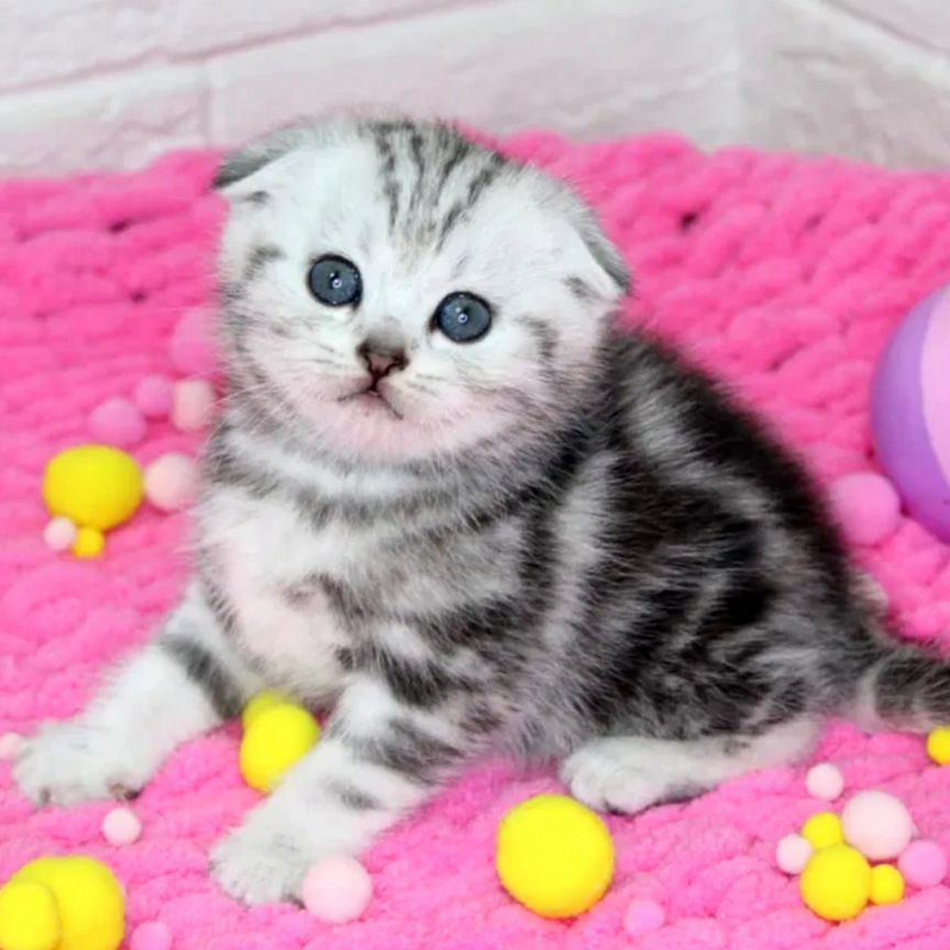 Вислоухие мраморные плюшечки)