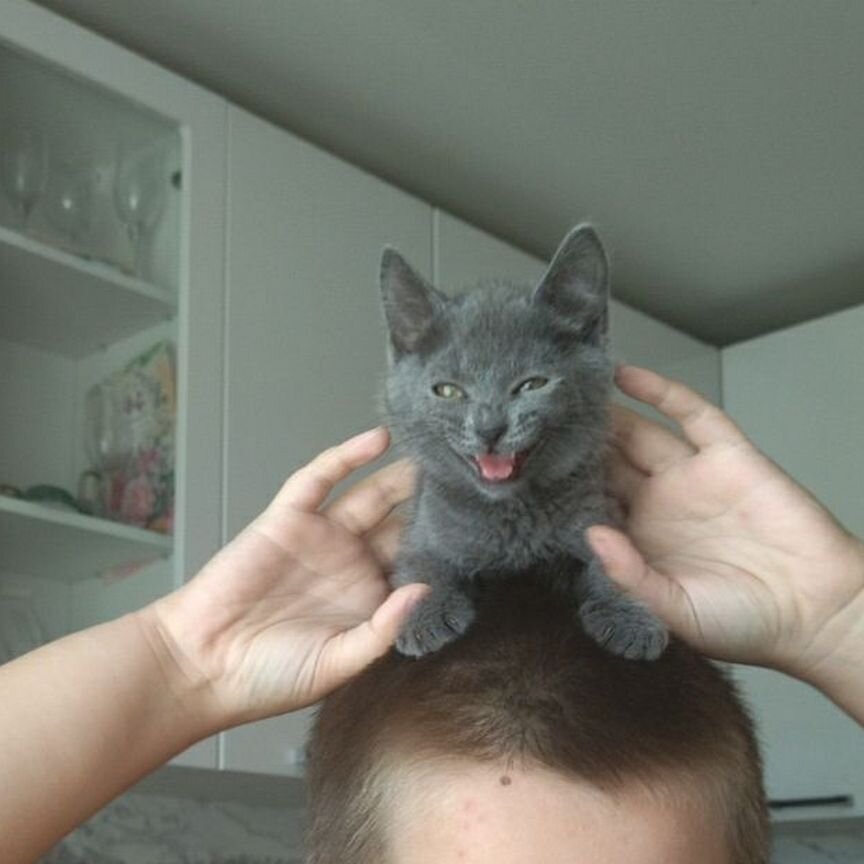 Отдам в добрые руки