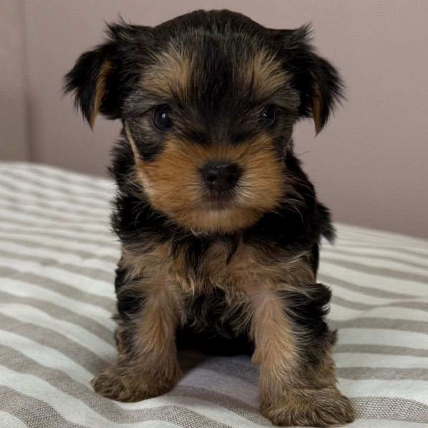 Йоркширский терьер, щенок
