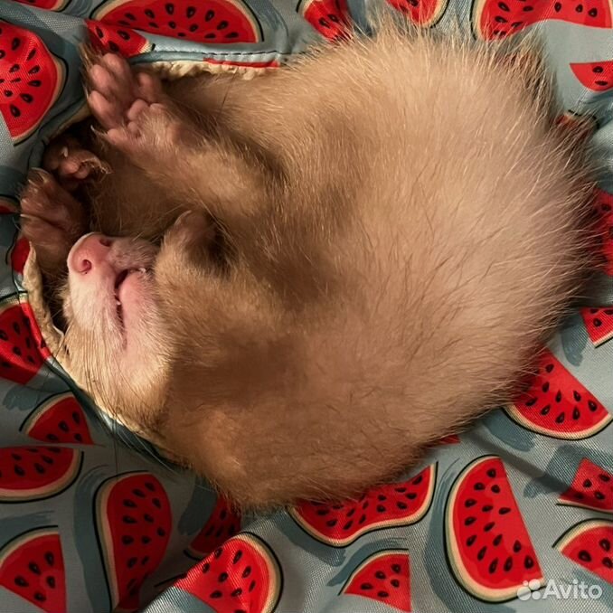 Хоречек девочка