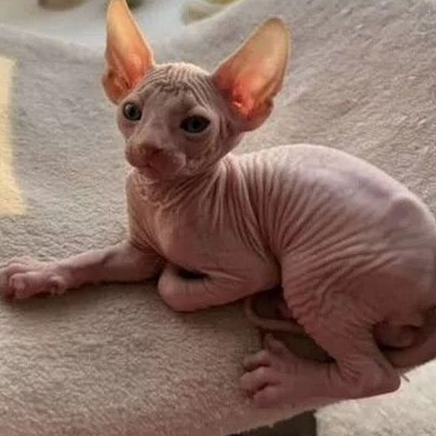 Канадский сфинкс котёнок