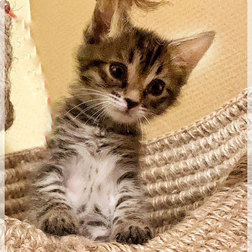 Котёнок мальчик полосатый