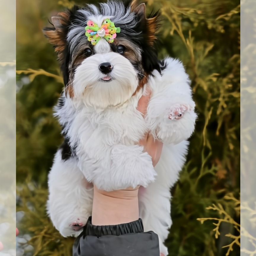 Бивер-йоркширский терьер, щенок