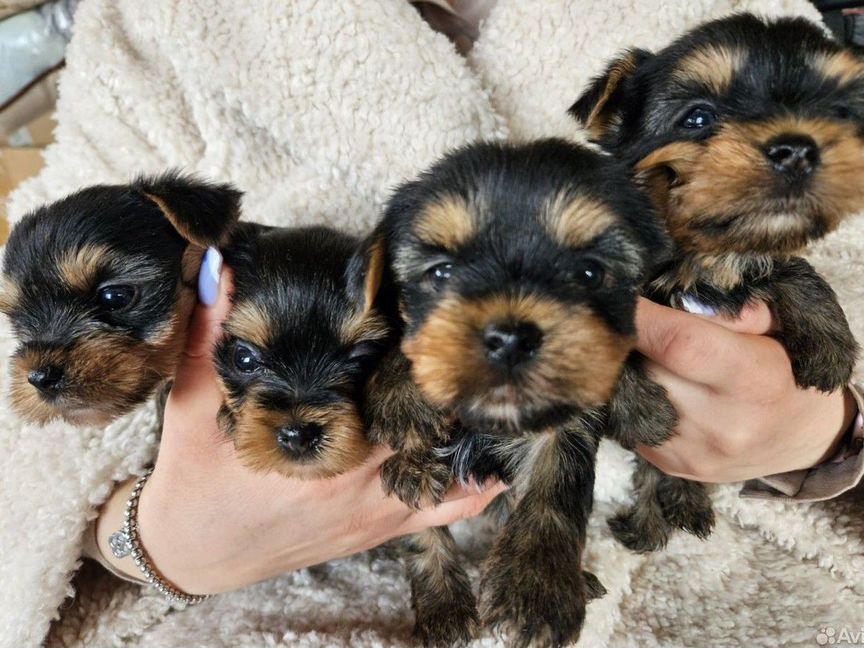 Йоркширский терьер