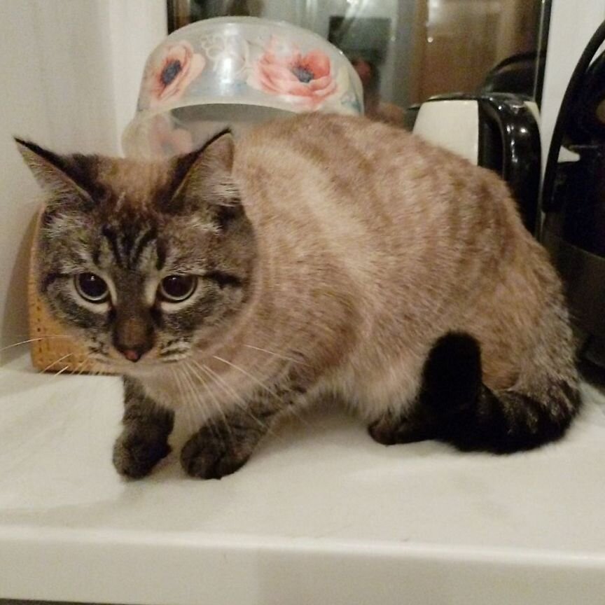 Тайский, взрослый кот