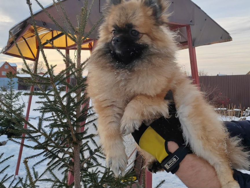 Померанский шпиц