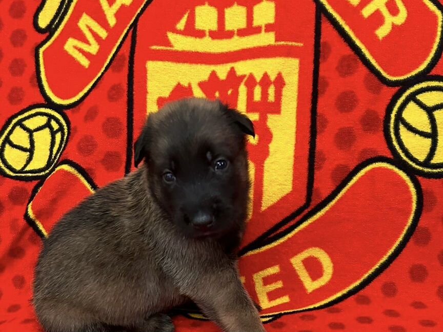 Щенки бельгийской овчарки малинуа