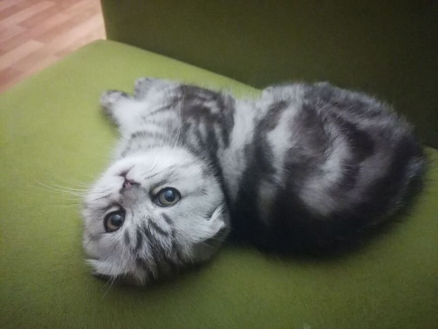 Шотландская вислоухая кошка