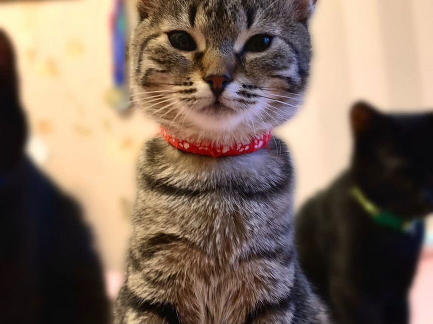 В добрые оуки