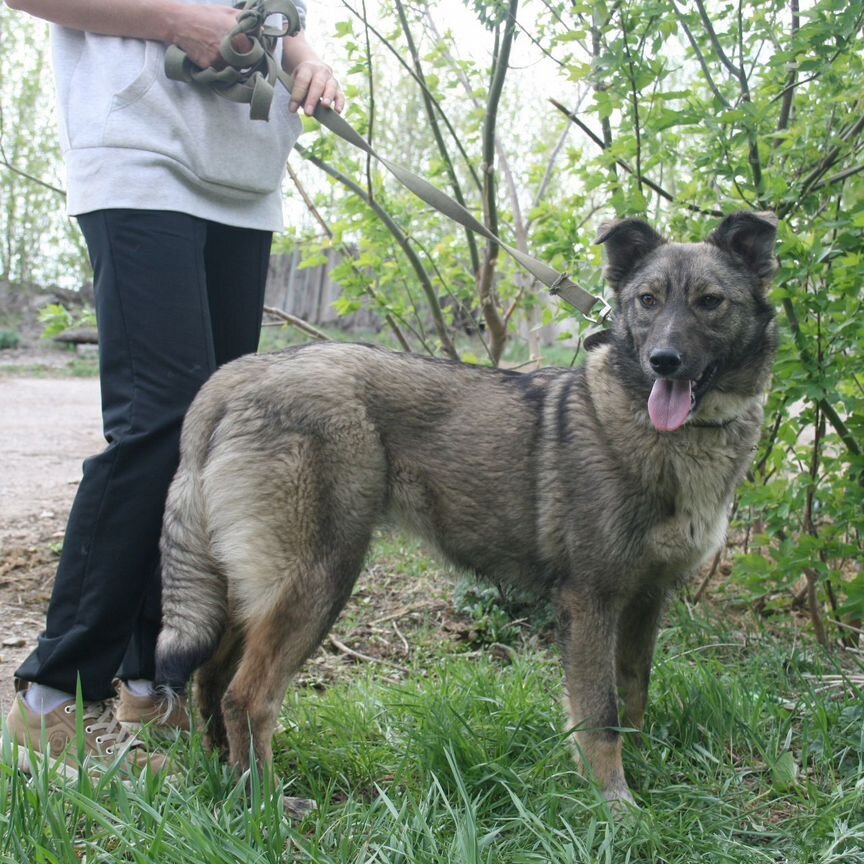 Джени ищет дом