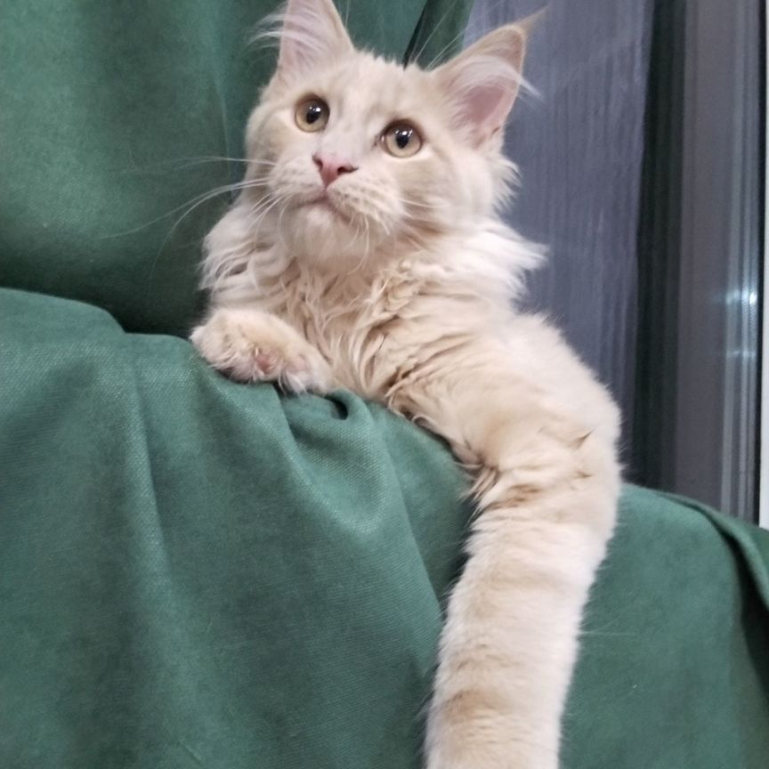 Котенок мейнкун
