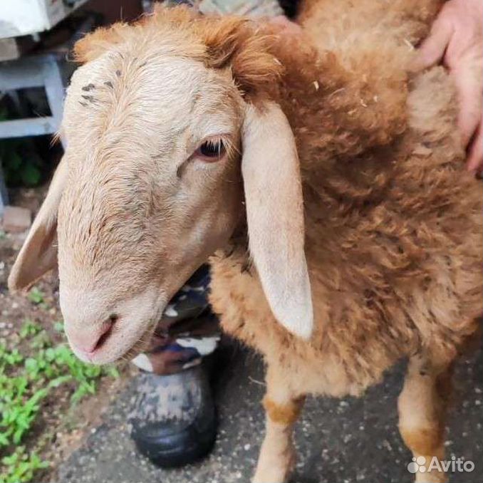 Ягнята барашки