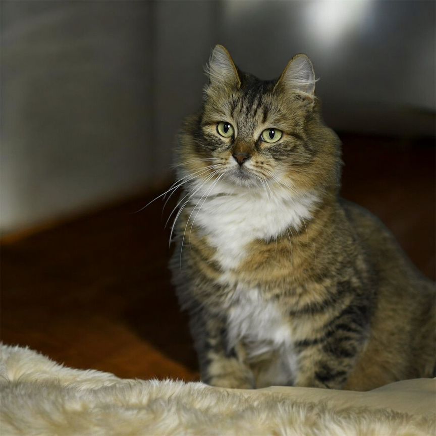 Кошка Тося в добрые руки