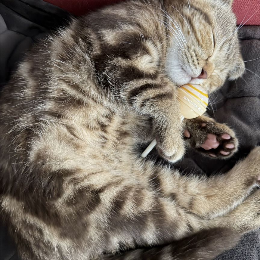 Шотландский вислоухий короткошёрстный котёнок