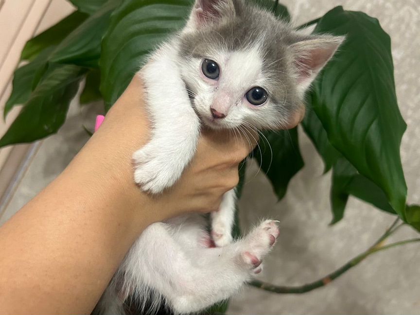 Котенок девочка