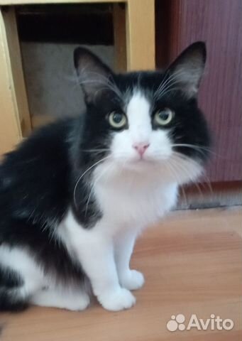 Кот Барсик ищет семью