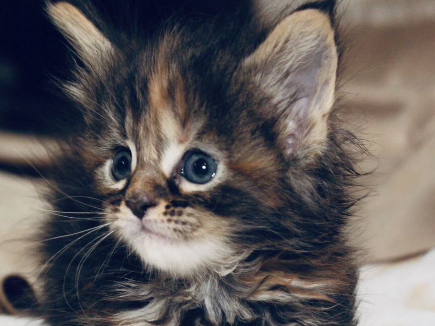 Мейнкун котята чистокровные поли в добрые руки