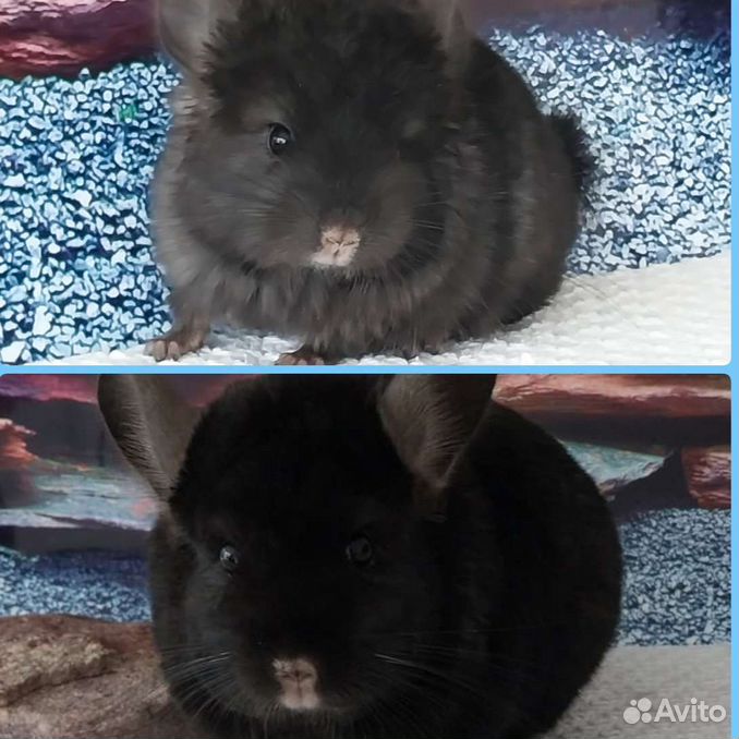 Шиншиллы мама Агата и сын Литтл