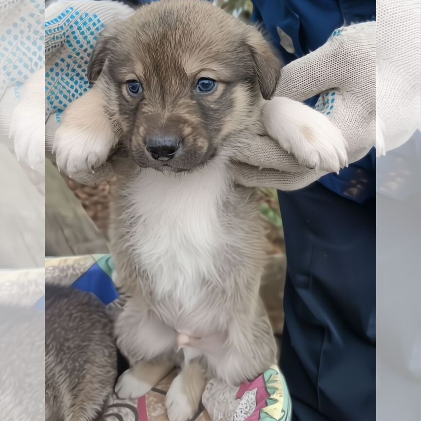 Лайка, щенок