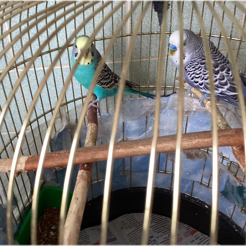 Волнистый попугай