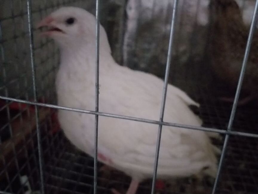 Перепел петушок бесплатно