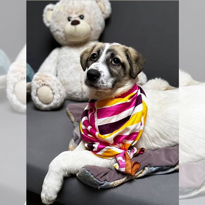 Щенок в добрые руки