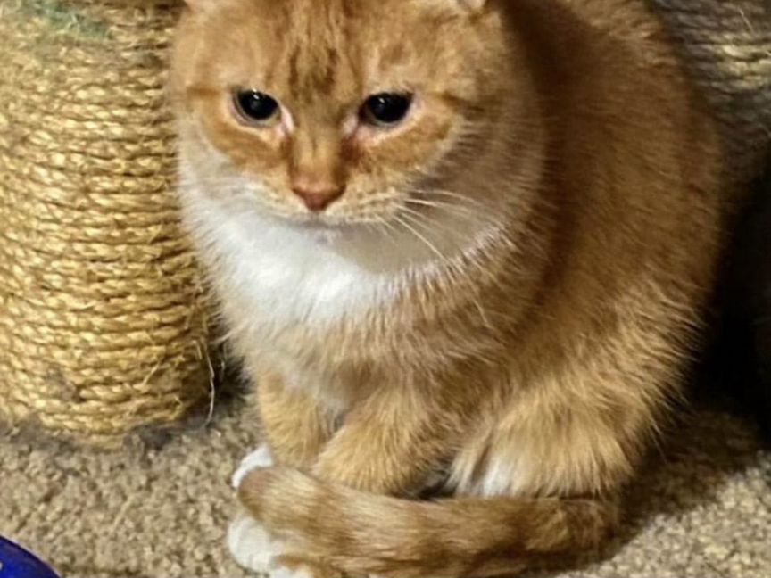 Молоденькая кошечка Рыжуля хочет быть домашней