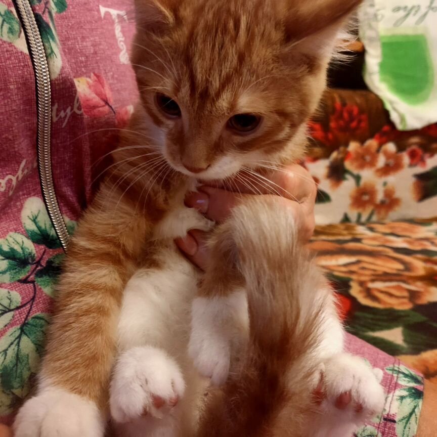 Рыжик мальчик 3 мес