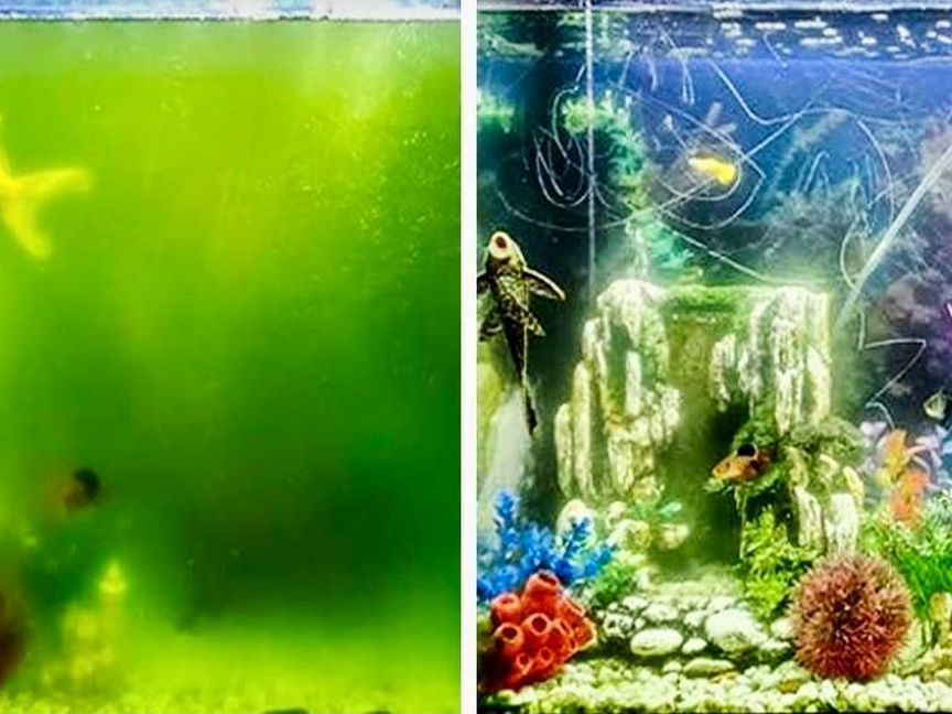 Средство от водорослей в аквариуме, пруду