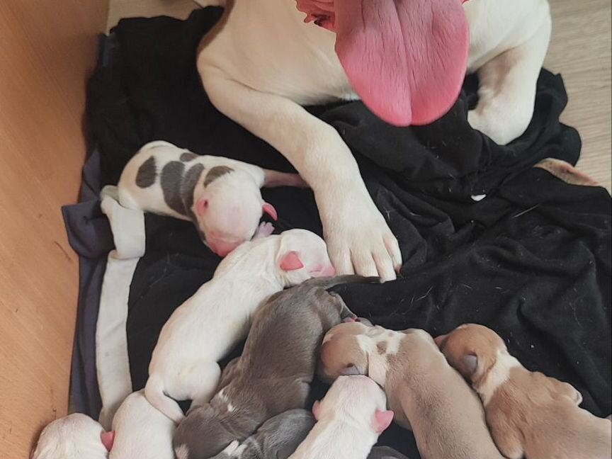 Щенки Стаффордширского терьера