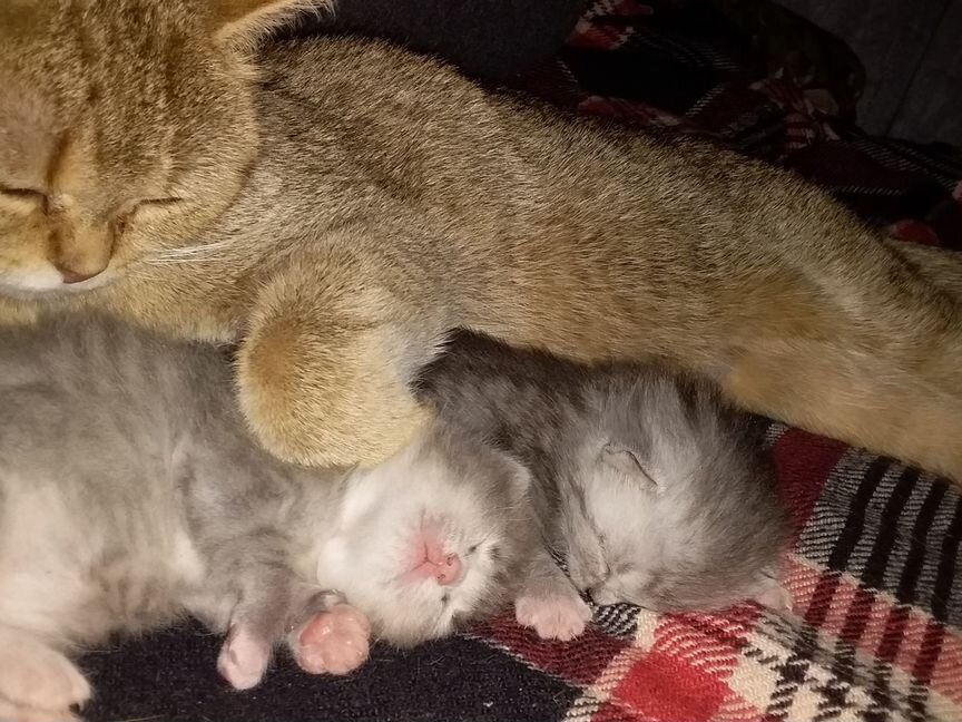 Отдам в добрые руки