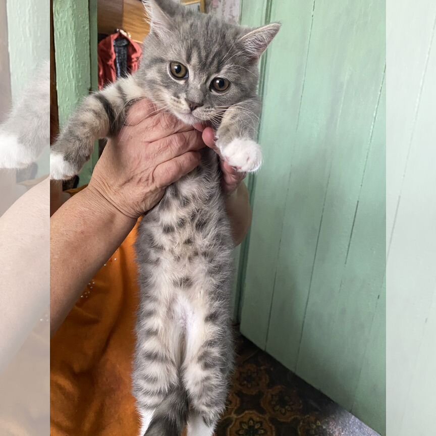 Котенок от Британской кошки