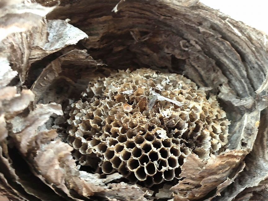 Осиное гнездо улей