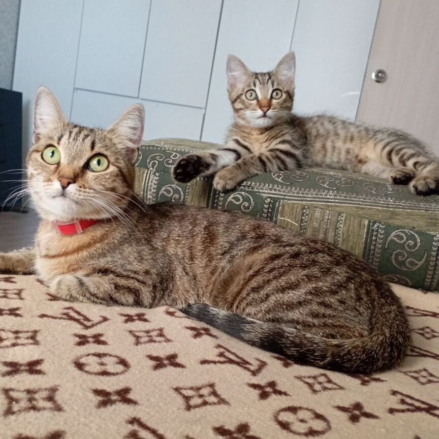 Отдам котенка в добрые руки