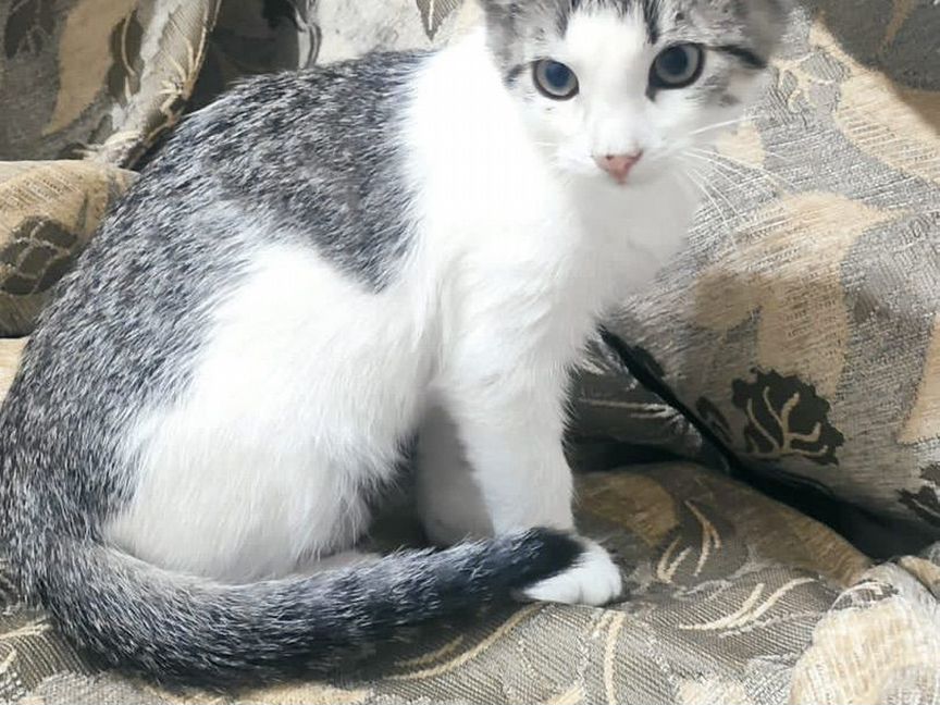 Котенок Мурз 3 мес