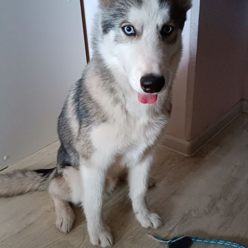 Собаки хаски