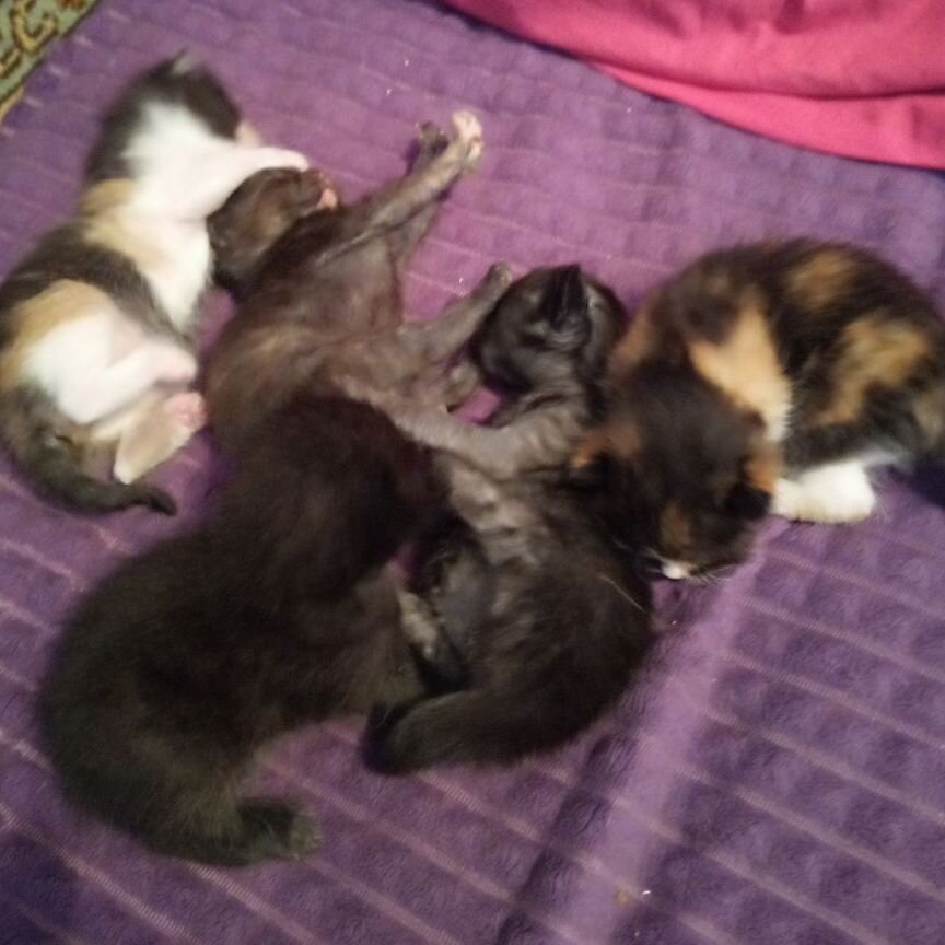 Котёнок в добрые руки