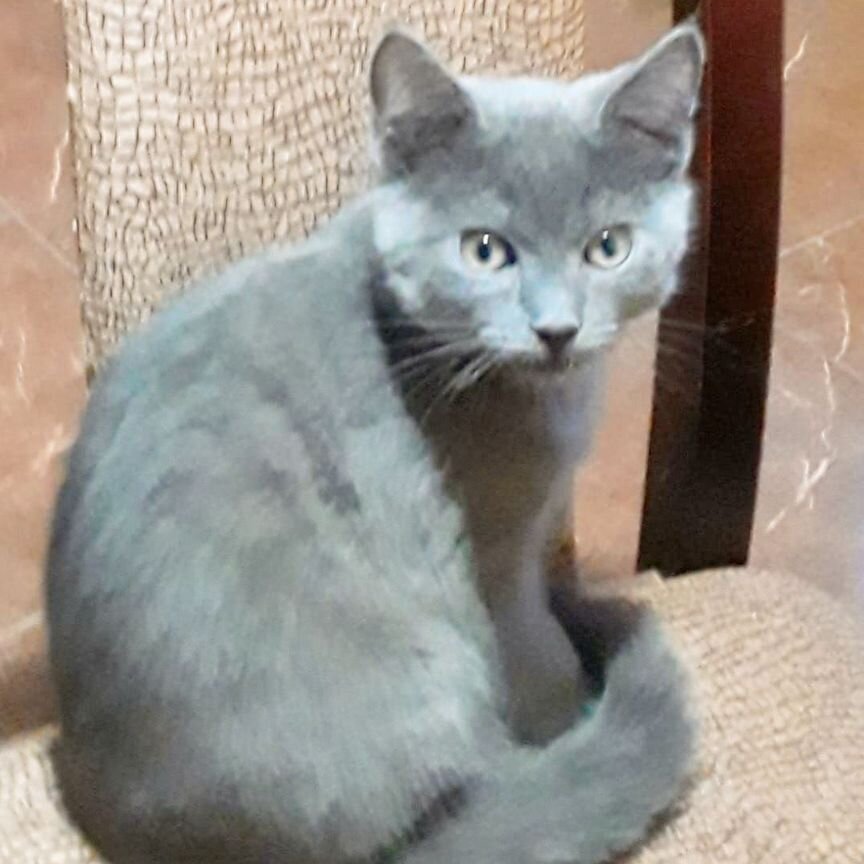 Котик