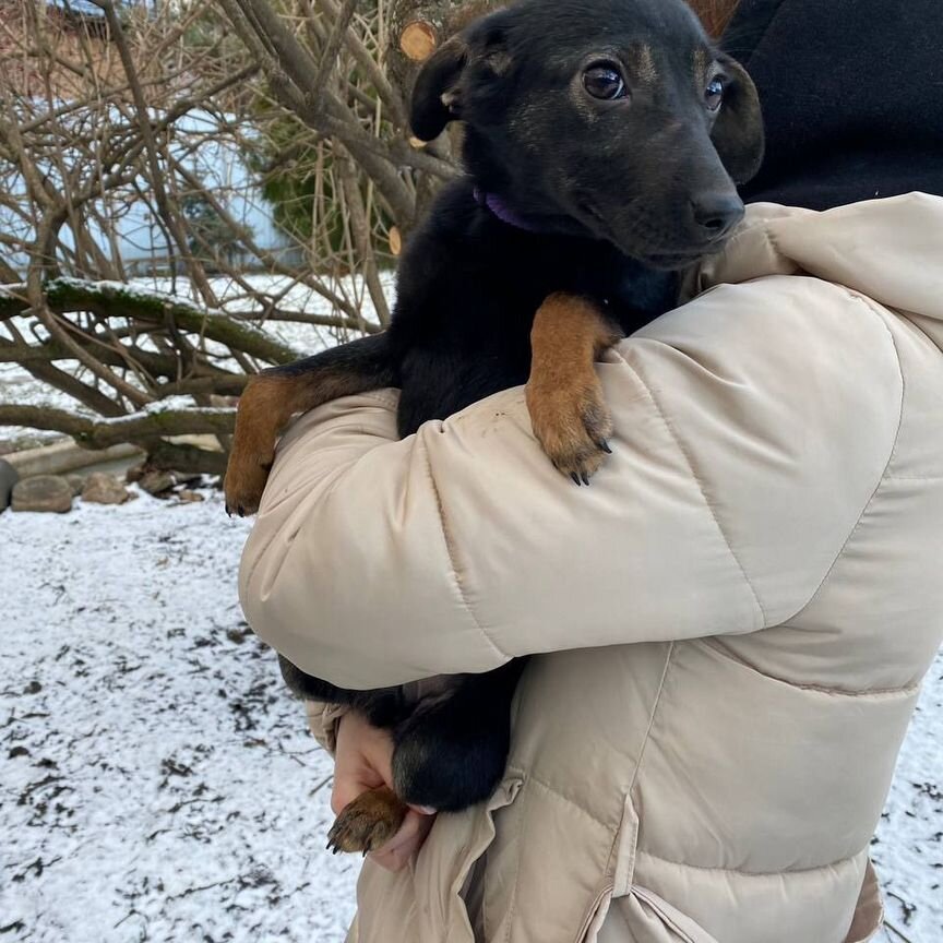 Дворняжка в поиске семьи