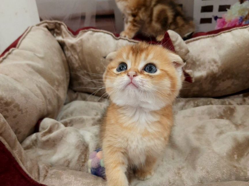 Шотландские котята