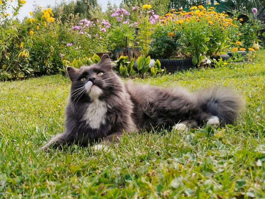 Кот Федя в добрые руки
