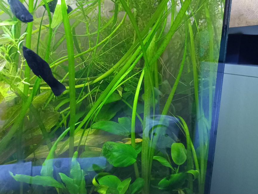 Валиснерия гиганская