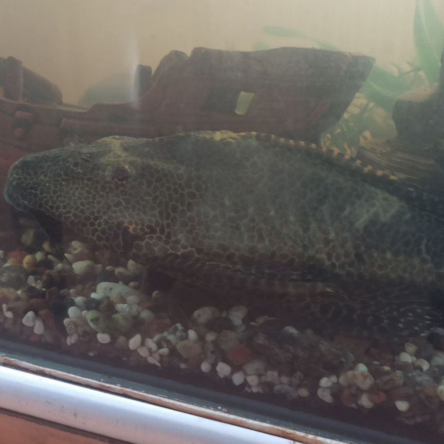 Два взрослых сомика и аквариум в подарок