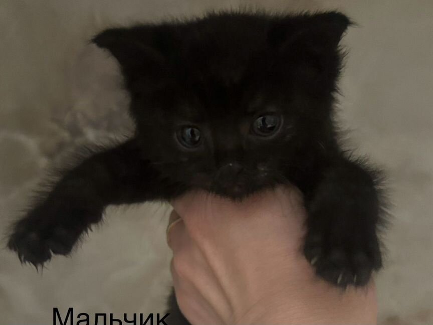 Котенок черный мальчик