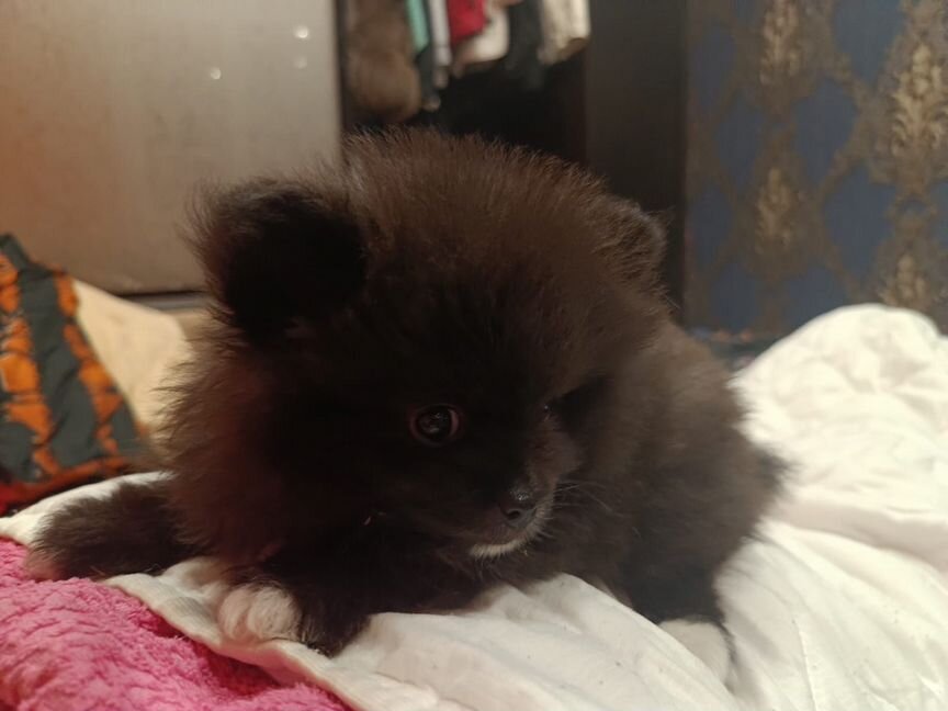 Щенки померанского шпица