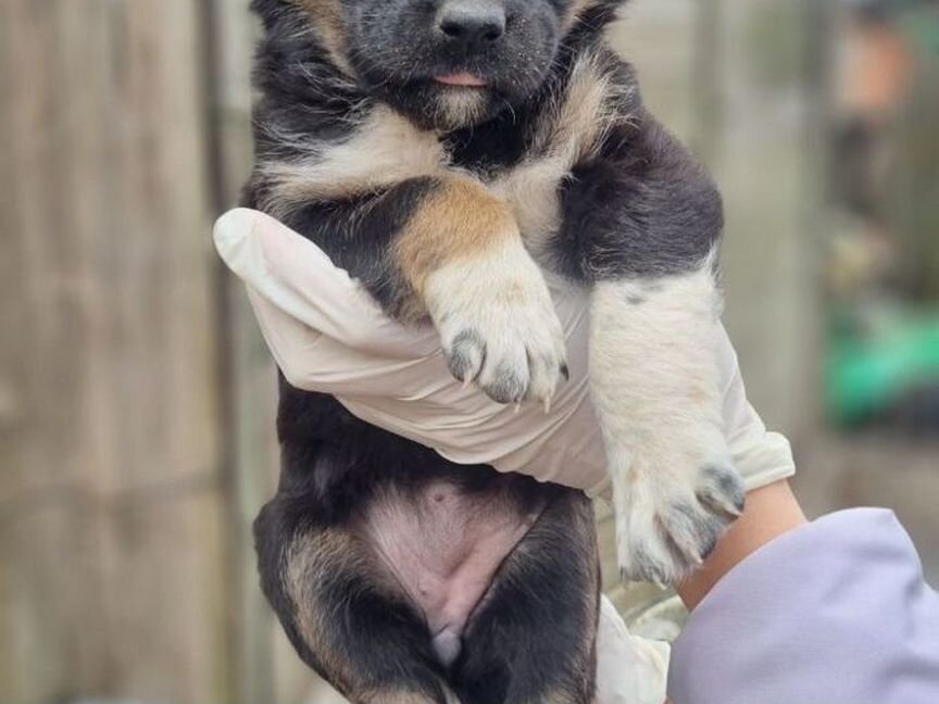 Щенок в добрые руки бесплатно