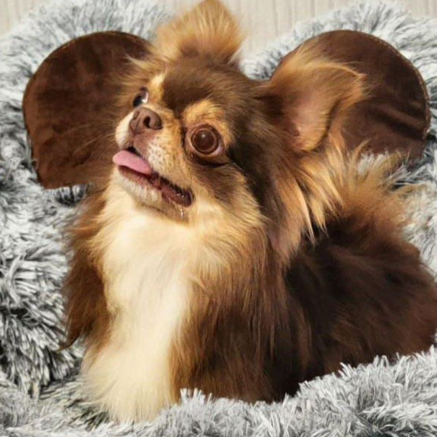 Чихуахуа, взрослый пёс