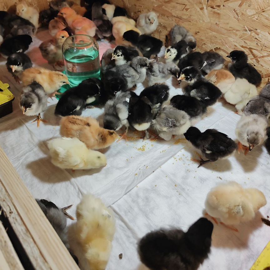 Цыплята брама