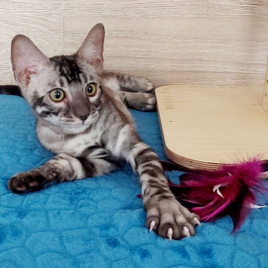 Бенгальские котята серебро